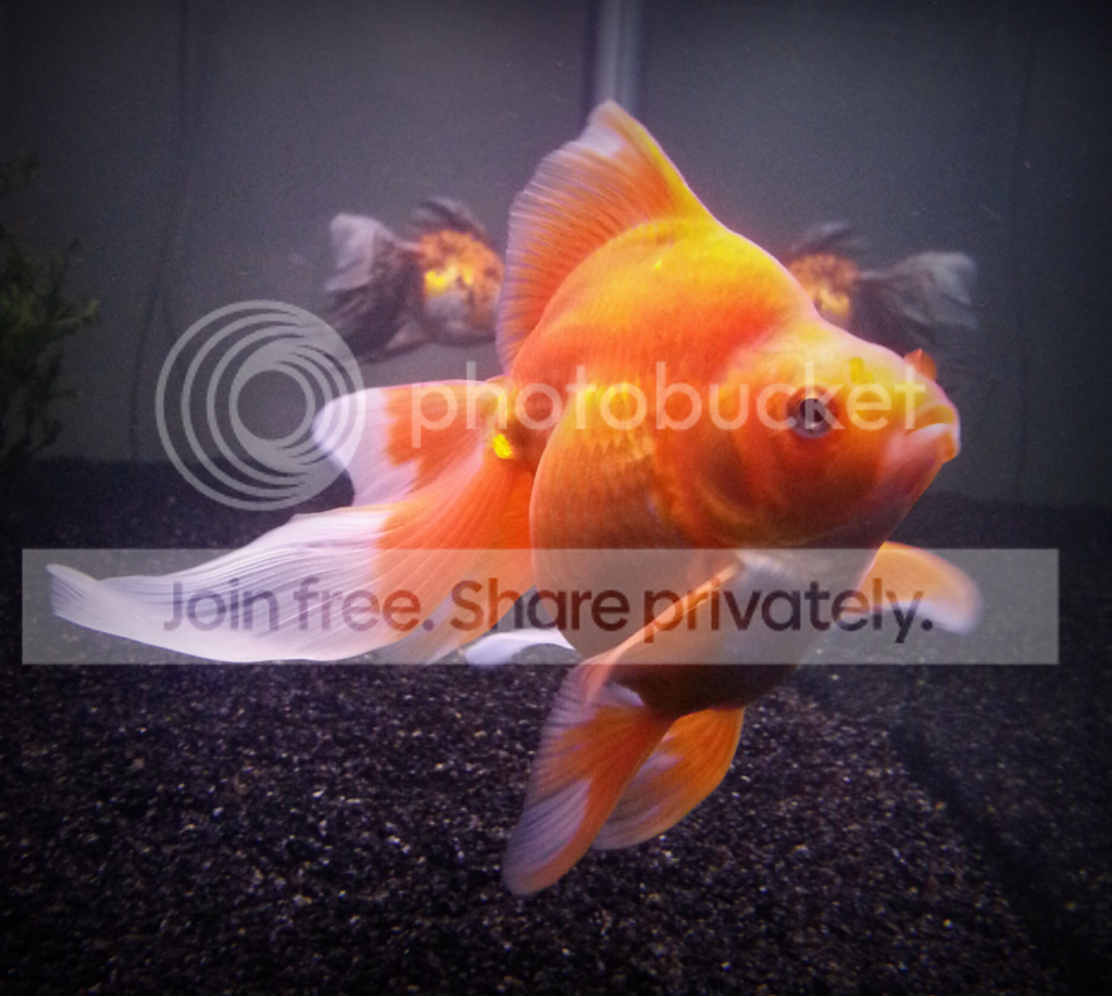 I got 5 Fancy Fantail Goldfish! | MonsterFishKeepers.com